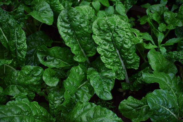 High Vibrational Foods List: To Feel Vibrant And Alive - Kazrus